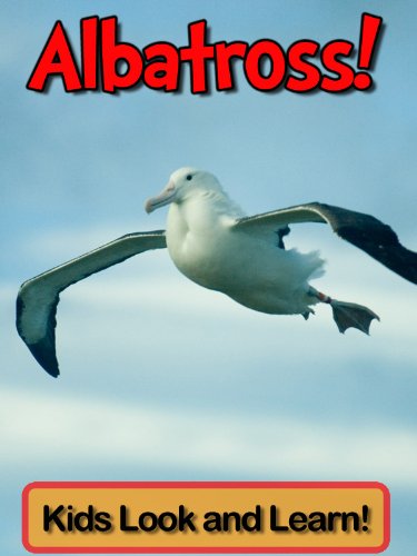 Albatross! Learn About Albatross and Enjoy Colorful Pictures - Look and ...