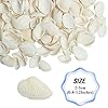Amazon.com: WeDoSoy Natural Tiny Sea Shells Small White Clam Shells for ...