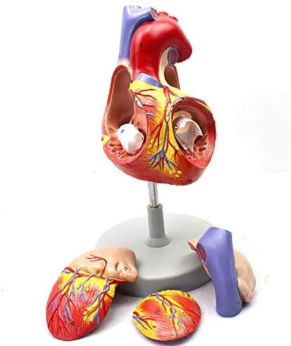 Lbylyh Human Heart Models 3d Models Studio Tools For Students ...