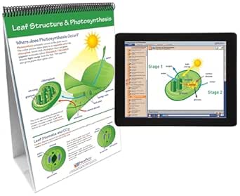 Amazon.com: Newpath Photosynthesis and Respiration Flip Chart and ...