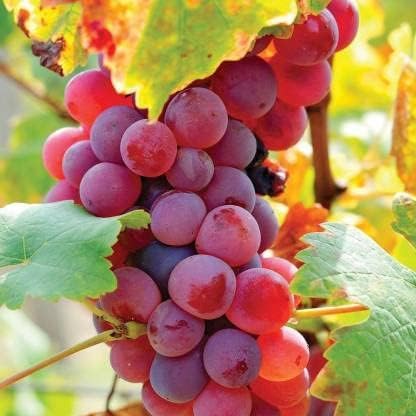 Plant Exotic Red Round Grape Plant (Seedless)|Australian Red Grapes/Lal Angur Grafting/Air ...