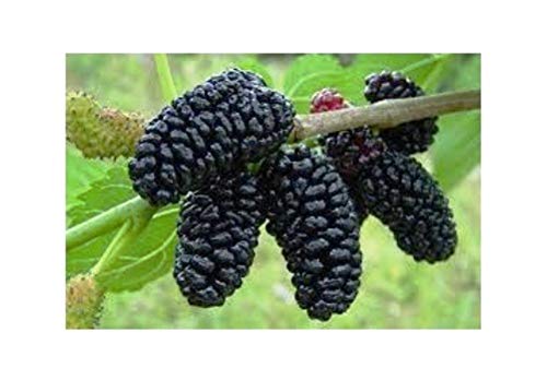 Modern Plant Live Shahtoot Fruit & Fruit Plant With Pot : Amazon.in ...