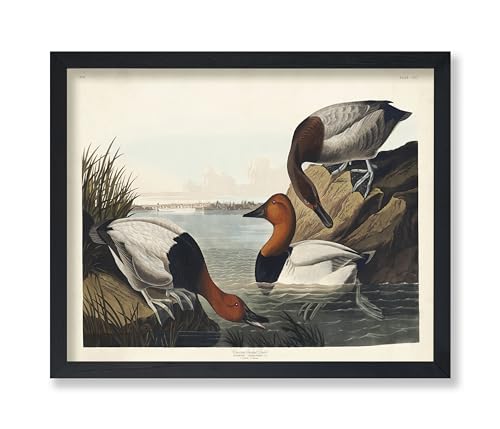 Amazon.com: Monem Art Vintage James Audubon Poster - Retro Canvas ...