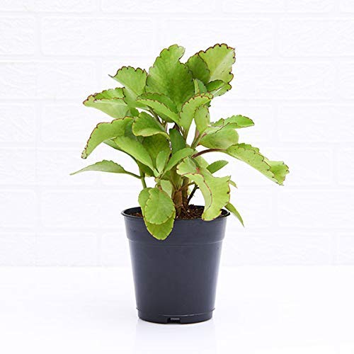 Vatikalive Plants Panfuti/Bryophyllum Pinnatum/Miracle Leaf Plant ...