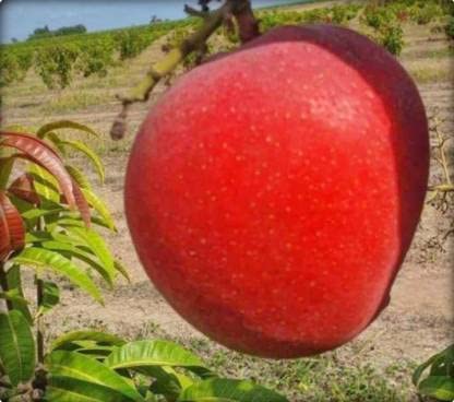 Apple mango,Thai apple mango, Thailand apple mango, Thai mango plant ...