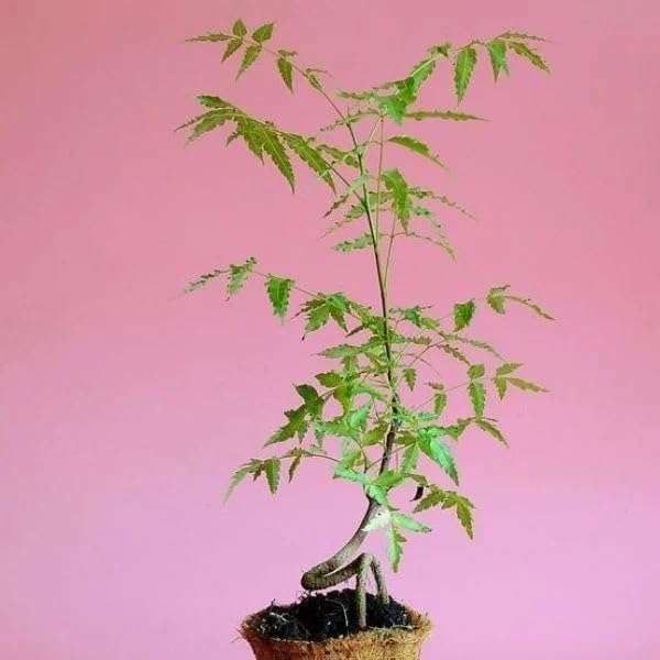Healthy Neem Tree – Live Herbal Plant for Indoor/Outdoor Use ...