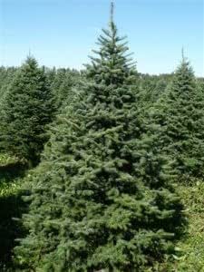 Balsam FIR (Abies balsamea) Tree Seeds - (15 Seeds per Pack) Comes with ...