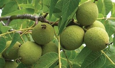 Amazon.com : Fresh Black Walnuts in Green Hull, Natural Whole Nuts, Raw ...