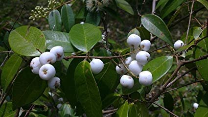 ROYAL LAND Rare Exotic Syzygium zeylanicum Poocha Pazham/Cat Eye Fruit ...