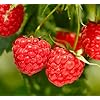 Amazon.com : 100+ Red Raspberry Seeds: Grow Delicious Heirloom Berries ...