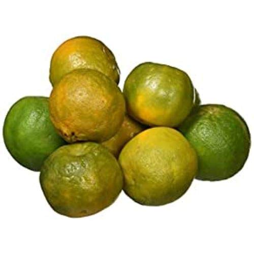 Fresh Orange Waste, 1 kg : Amazon.in: Grocery & Gourmet Foods