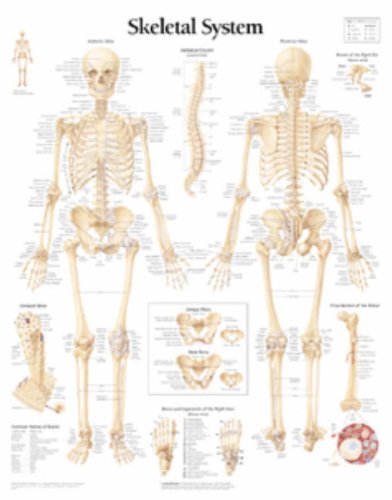 The Skeletal System chart: Laminated Wall Chart: 9781930633018 ...