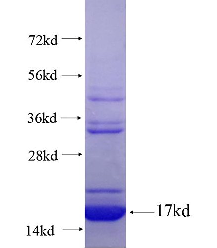 Amazon.com: Human NeuN Fusion Protein : Industrial & Scientific