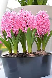 Radha Krishna Agriculture Imported Variety Hyacinth, Dutch hyacinth Flower bulbs mix color For ...