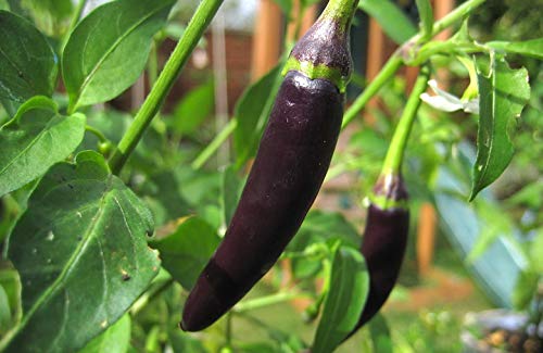 MaliaGarden Black Chilli Vegetable Seeds - Hot Chili - Long Variety ...