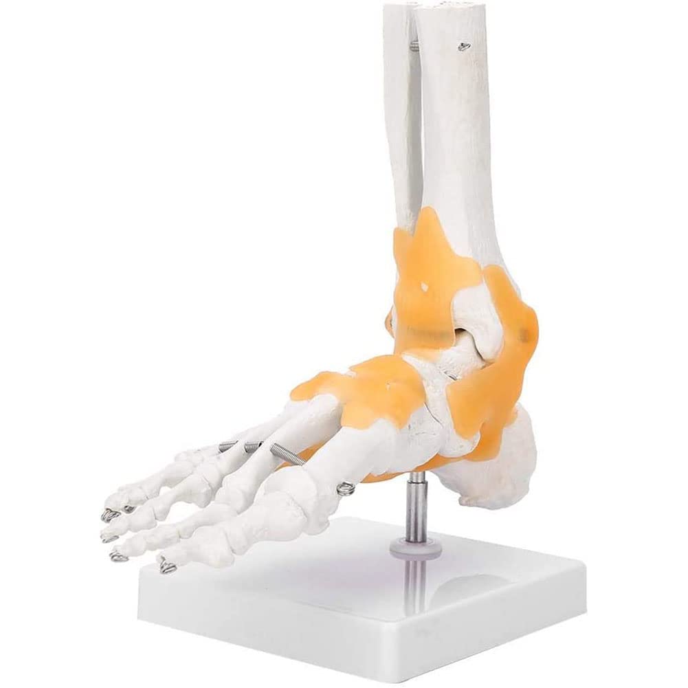 Buy JUCHENG Anatomical Lifesize Human Foot Joint Model, Human Foot And ...