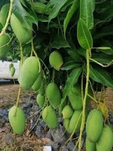 ORIGINAL AND RARE LIVE MANGO FRUIT TREE (KATIMON VARIETY) : Amazon.in ...