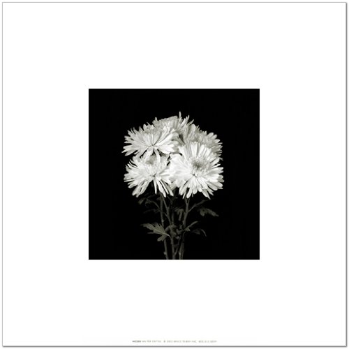 SMART ART - 'Flower Series IX ' by Walter Gritsik - Fine Art Print ...