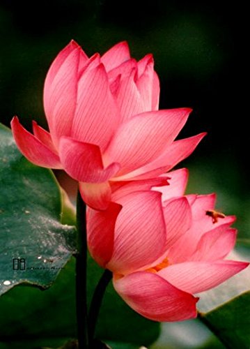 Red Kamal Ka Phool