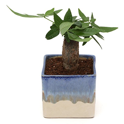 Exotic Green Money Tree Indoor Plant White & Blue Pot : Amazon.in ...