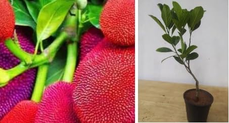 Green View® Red Flesh Jackfruit Thailand Variety | Grafted Red ...