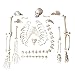 Human bone set for medical students IMPORTED : Amazon.in: Industrial ...