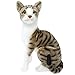 Amazon.com: VIAHART Amy The American Shorthair Cat - 14 Inch Stuffed ...