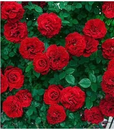 nature Rare red Rose Live Plant Bush Rose Blood Red beautiful flower ...