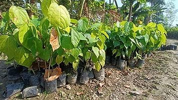 ALL IN ONEE Sal Tree Cal Maram Saal Ka Ped Sala Shorea Robusta Sakhua ...