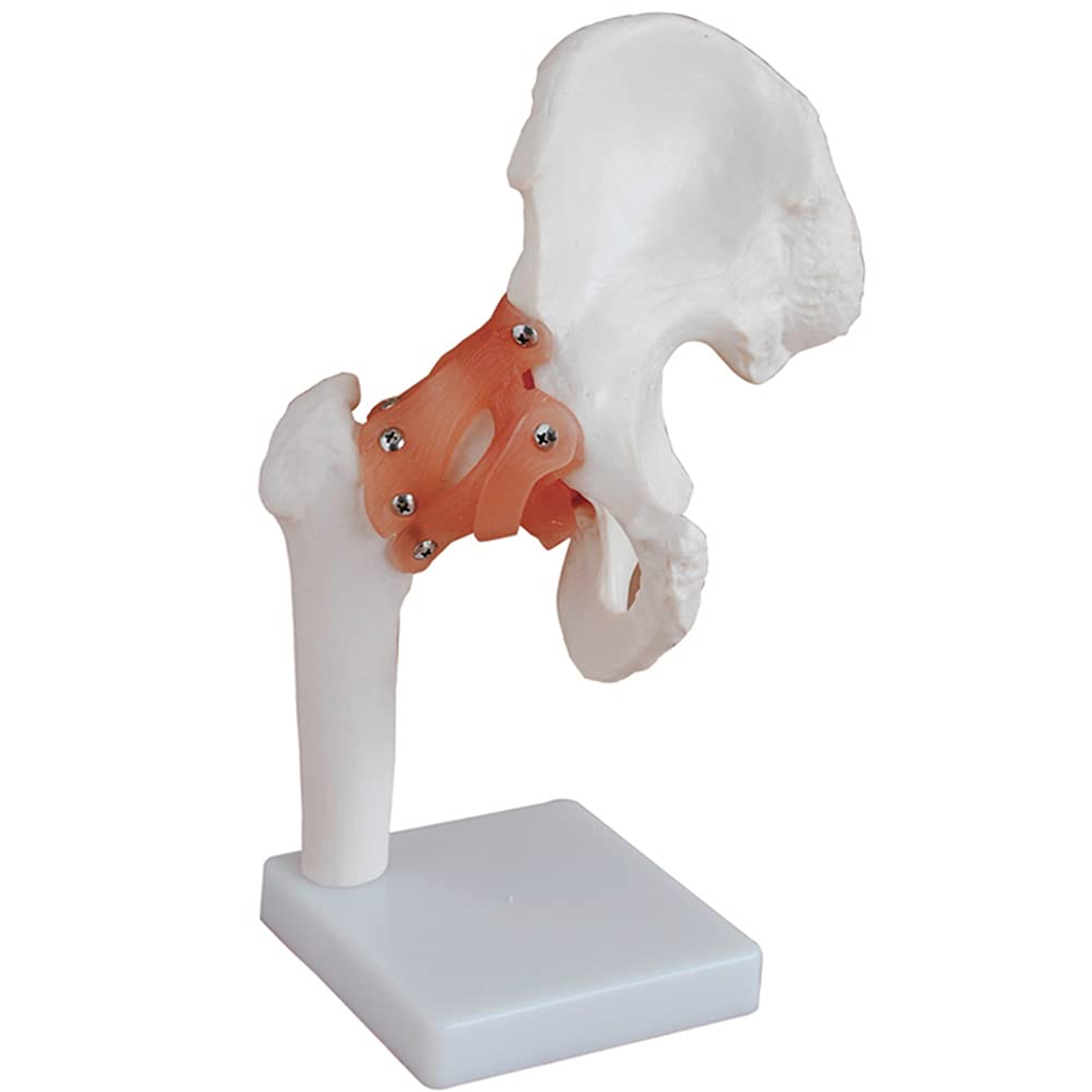 Hip Joint Model Labeled