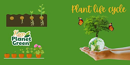 Plant life cycle for kids: From Seed to Full Grown Plant for 1st 2nd ...