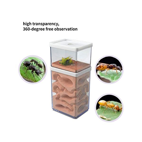 Awagas Ecological Ant Nest Farm Ant Castle Ant Formicarium