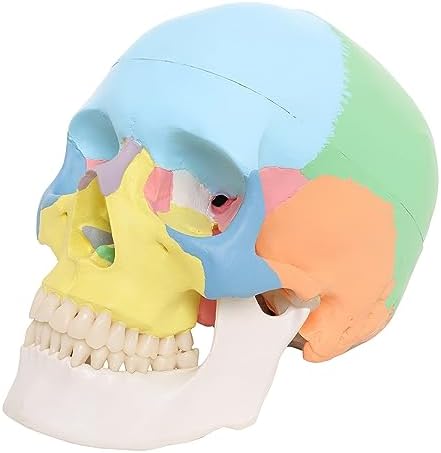Labzio Colored Human Skull Model — 3-Part Medical Quality Anatomy with ...