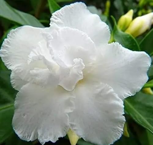 VGR Gardens® Double Crape Jasmine | Irattai Nanthiya Vattai | Double ...