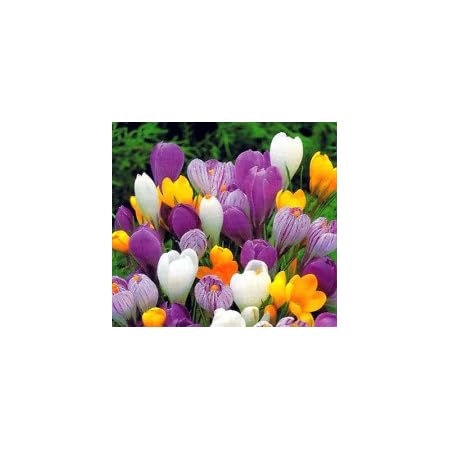 Amazon.com : Large Crocus Mix of 20 Flowers Bulbs - Crocus Fall ...