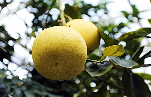 Pomelo Fruit Tree