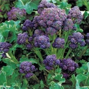 PREMIER SEEDS DIRECT - BROCCOLI - SUMMER PURPLE SPROUTING - 100 FINEST ...