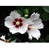 Amazon.com : Set 2 White Rose of Sharon Plants Live, Hibiscus Syriacus ...