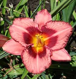 Amazon.com: Raspberry Ruffles Daylily - 3 root divisions : Everything Else
