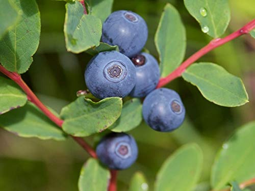 Rare Live Plant - Dwarf Rare Exotic" BARABA FRUIT" plant - 1 Plant ...
