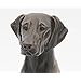 Amazon.com: Weimaraner Sitting - Small Cold Cast Bronze Dog Statue ...