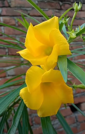 Live Yellow Kaner Flower Plant (pack of 1 plant) : Amazon.in: Garden ...