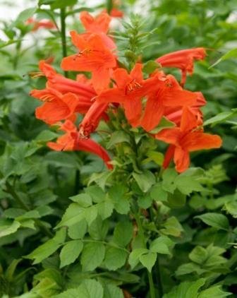 Plantsworld Tecoma red Live Plant : Amazon.in: Garden & Outdoors