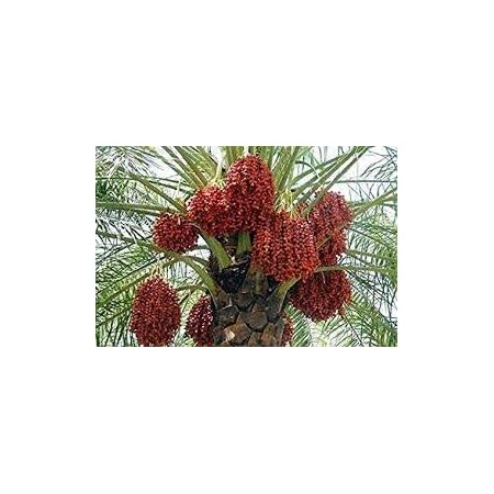 Mphmi Plant Date Palm, Khajoor, Khajur Plants (Pack of 2) Plus Lemon ...