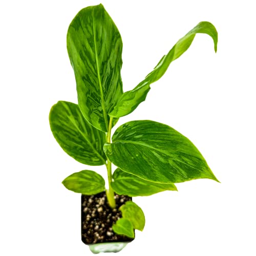 Alpinia purpurata care - Grow plants