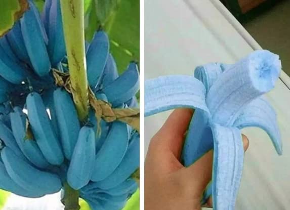 GreenCaart All Time Blue Java Banana/Purple Banana/Ice Cream Banana ...