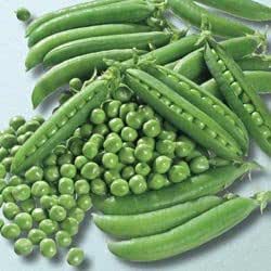 Amazon.com : Organic Pea Onward Organic Seeds By Thompson & Morgan ...