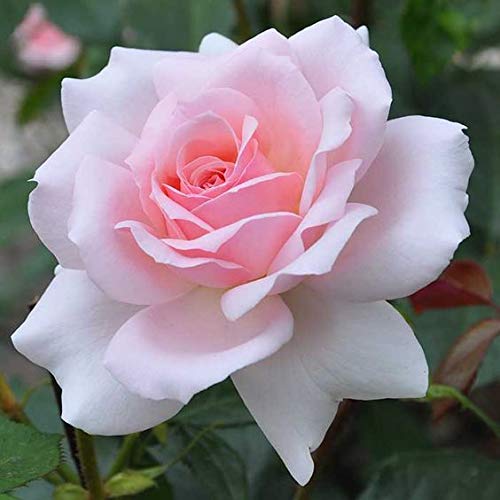 Royal Paradise Garden"Alabaster White" Rose Flower Plant Home Garden ...