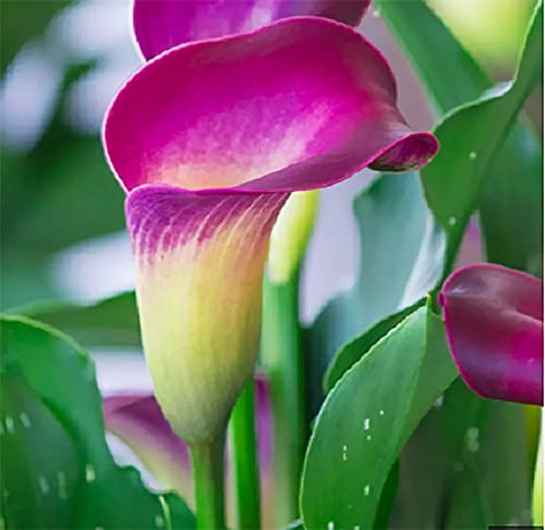 Calla Lily Care Indoors Potted:19 Easy Growth Hacks