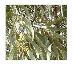 Kanak Nursery-Eucalyptus/Nilgiri/Safeda Tree live plant with pot ...